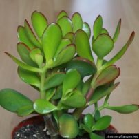 Geldbaum (Crassula ovata)