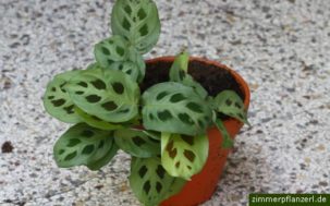 Maranta leuconeura (Marante, Pfeilwurz)