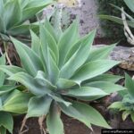 Grünlilie (Chlorophytum comosum)